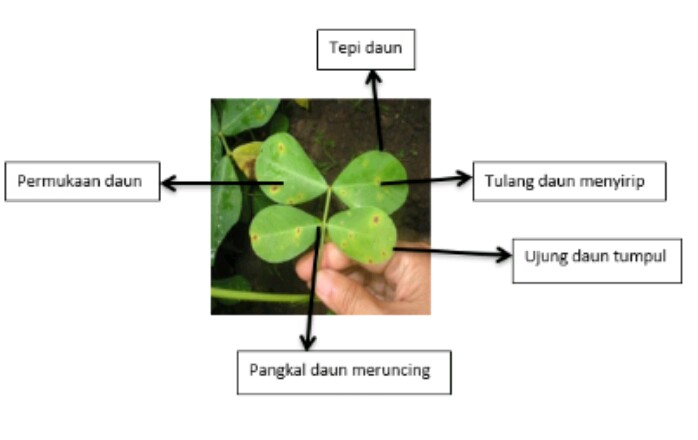literatur morfologi dan modifikasi daun