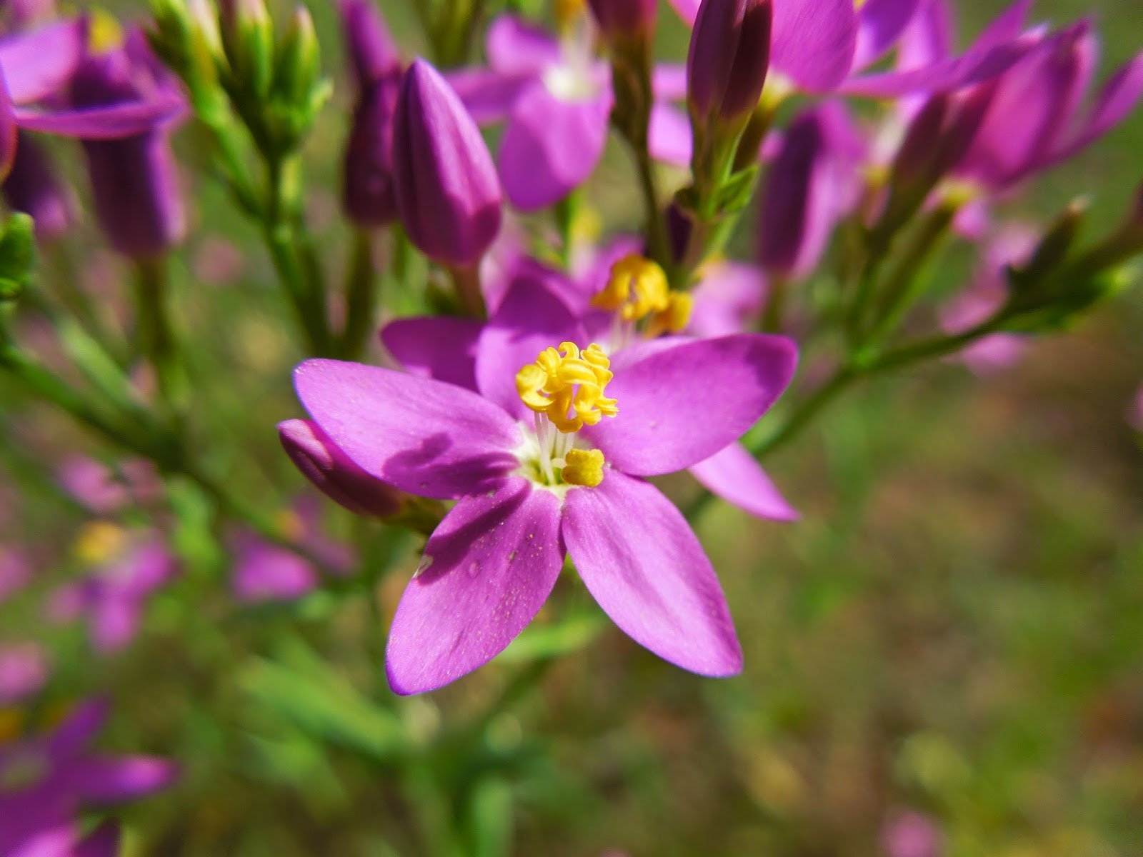 CENTAURA MENOR - BOTÀNIC SERRAT