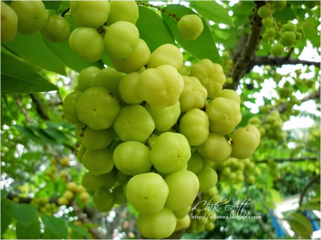 Benefits of Eating Cermai Fruit | Health Pregnantcy