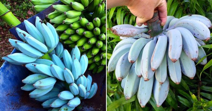 Blue Bananas!!!