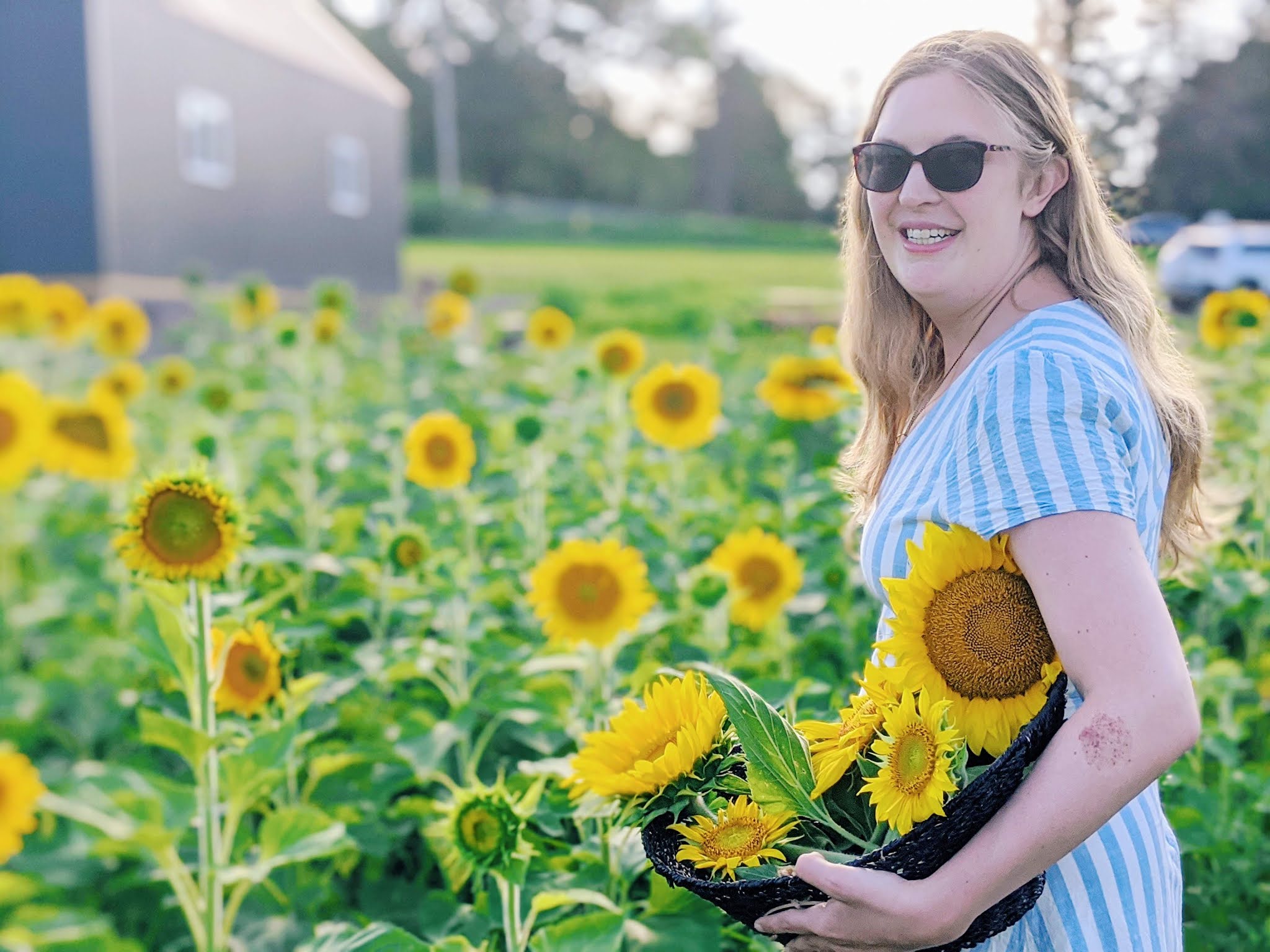 A New Sunflower Field you Need to Know About