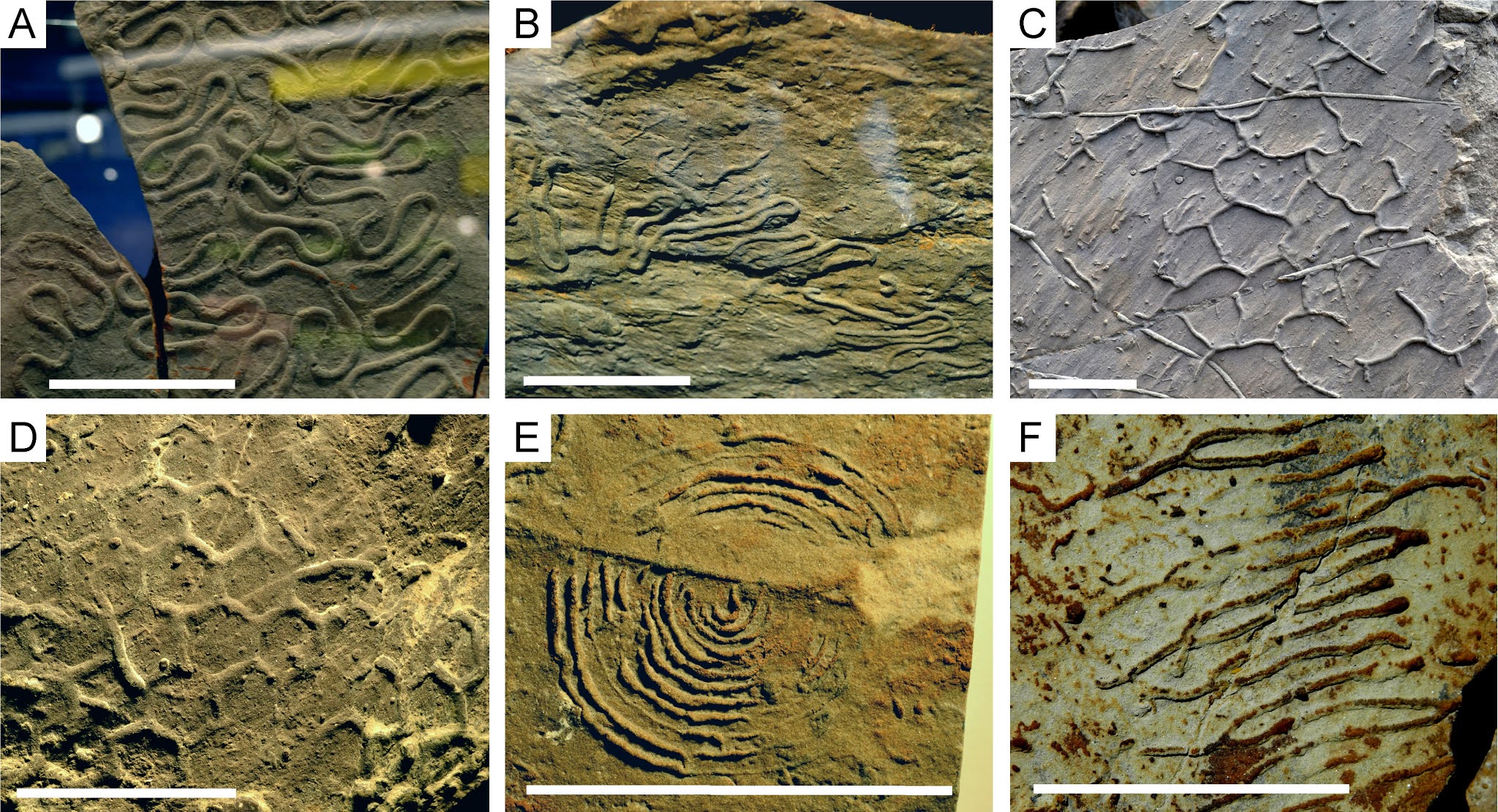 Drunk on Geology: Drunk on Paleontology - Madonna Estate Dolcetto
