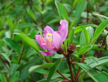 Dalam fikiran si LABU...: Bunga Betik ( Tusak Tapayas )