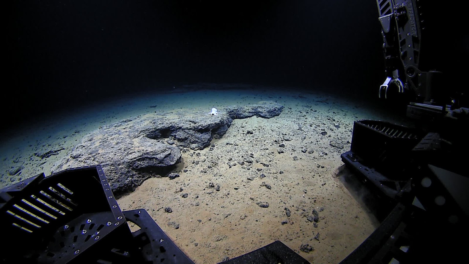 Earth and Space News: NOAA ROV Deep Discoverer Discovers Ghostly Deep ...
