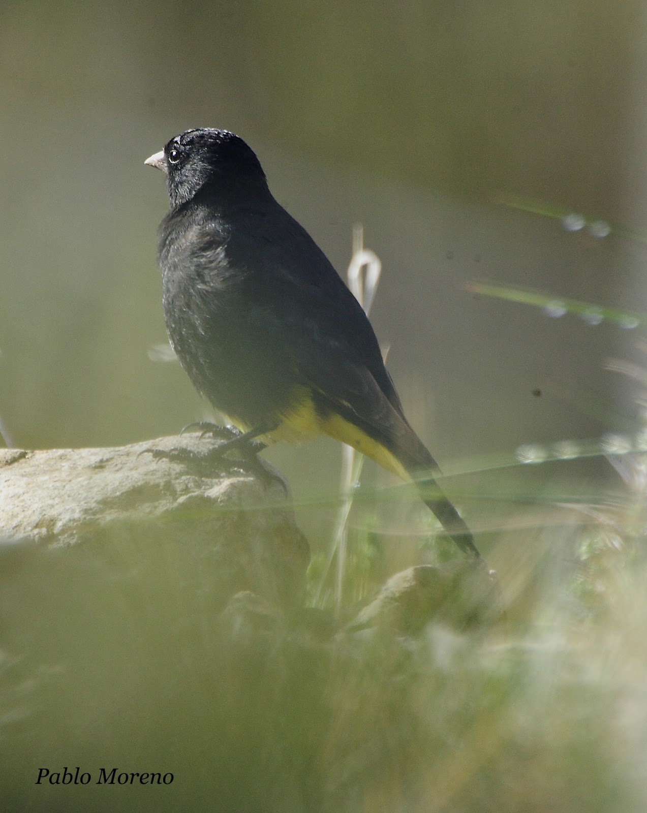 Aves de Mendoza: Negrillo(Spinus atrata)