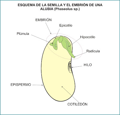CIENCIABF: GERMINACIÓN DE UNA SEMILLA 2015