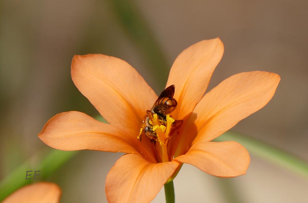 Mallorca es así también: Insectos de primavera en el jardín