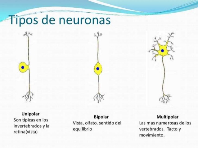 El blog de la neurona