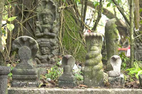 Story - Origin Cure For Snake Bite In Hindu Religion | Hindu Blog