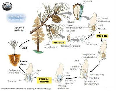 Tumbuhan Berbiji: Ciri, Habitat, Klasifikasi dan Manfaat - Asep Respati