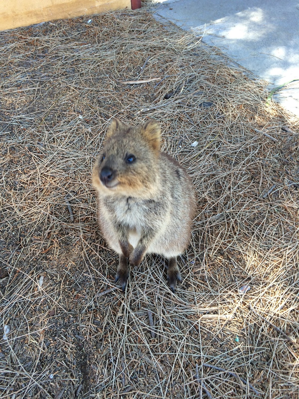 Quokka Island - Quokka Tree Snack Cute Three Rats Rottnest Island ...