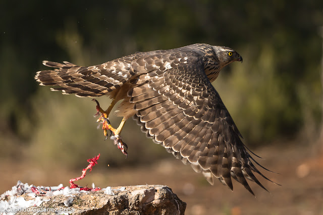 AZOR COMUN - Accipiter Gentilis | Observatorio de la Naturaleza