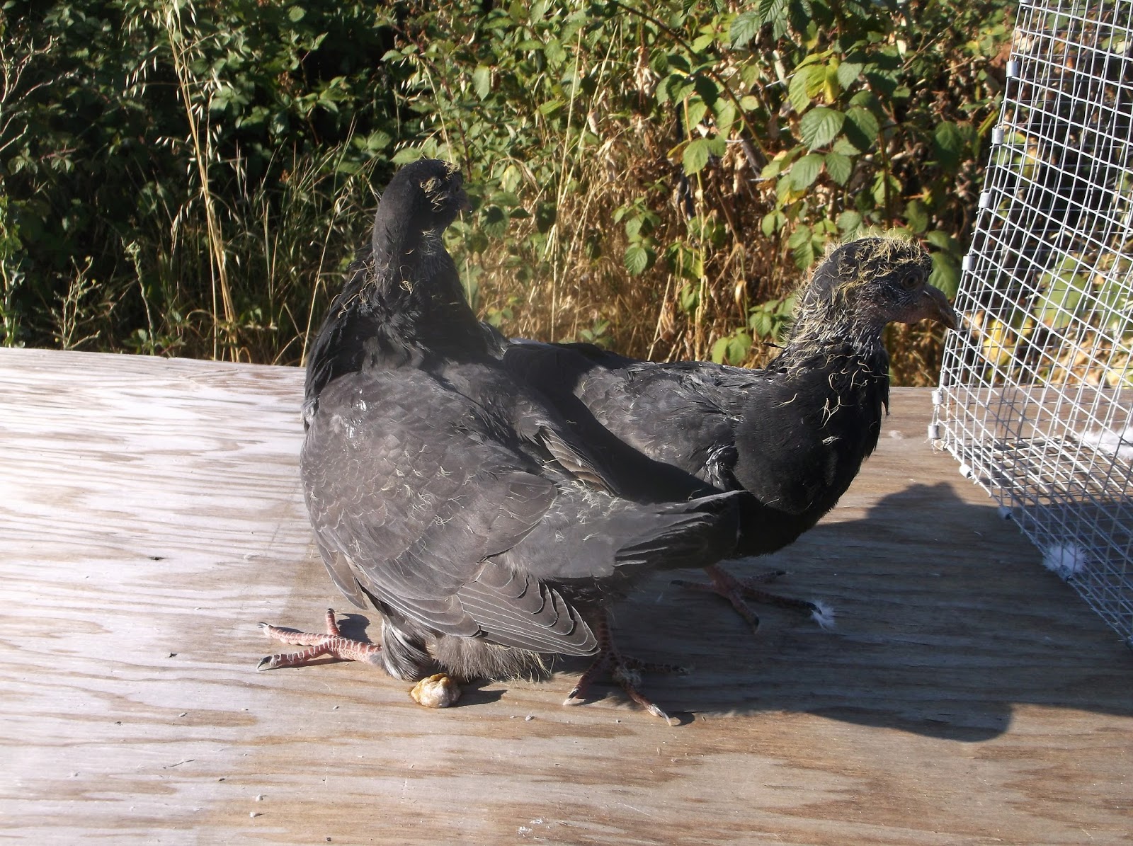How To Raise Pigeons For Meat: My Utility Pigeons