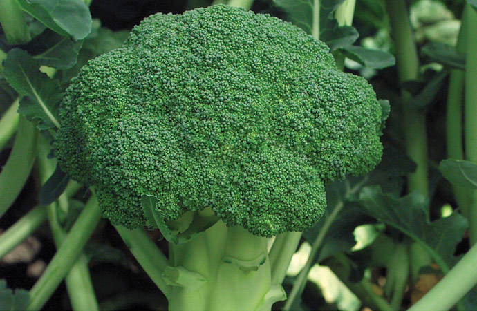 Broccoli Cultivating Guide
