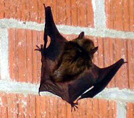 Small Mammals of Arkansas | Trails of Arkansas (& now California)