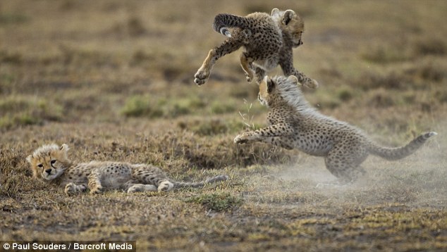 Cute Cheetah Cubs Fighting
