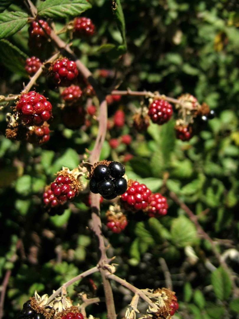 Rubus ulmifolius «mora» «zarza» - Id Plantae