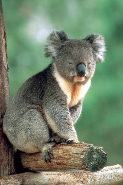 Amazing Koala: Endangered Species, Koalas Facts, Photos, Information ...