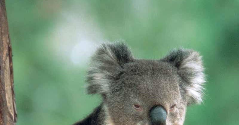 Amazing Koala: Endangered Species, Koalas Facts, Photos, Information ...