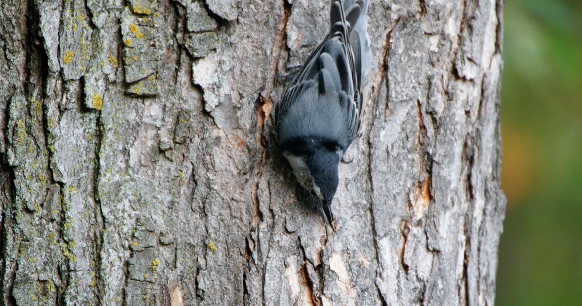 Saving Some for Later: Caching in Birds | Nature Notes Blog