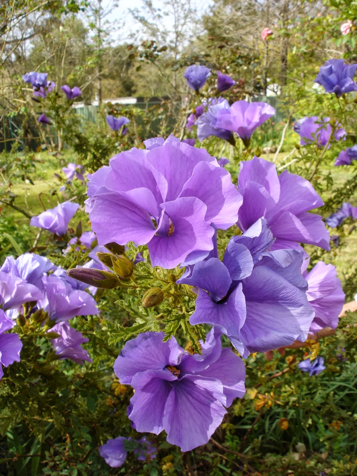 Flowers by Friends: Native Hibiscus by Janet