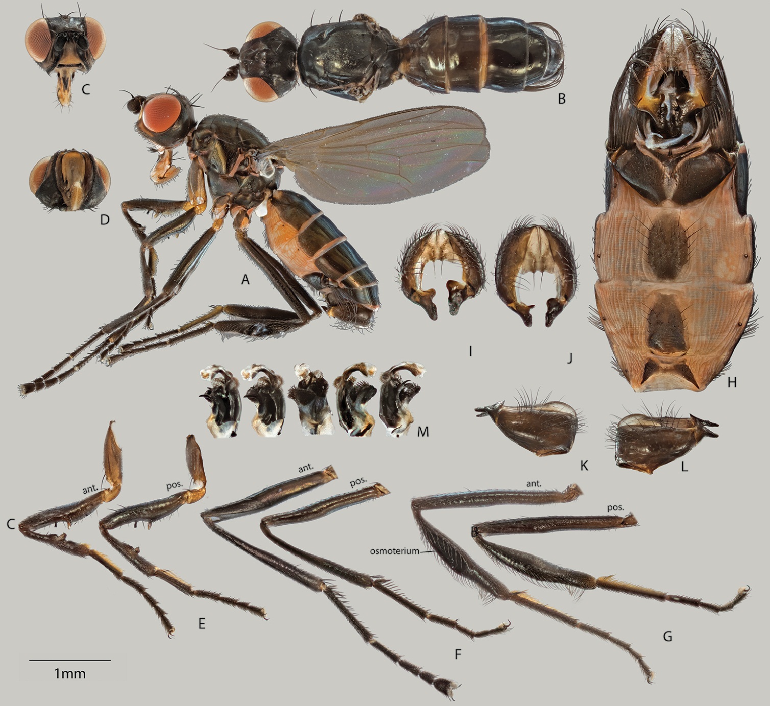 Species New to Science: [Entomology • 2017] Themira lohmanus • Hidden ...