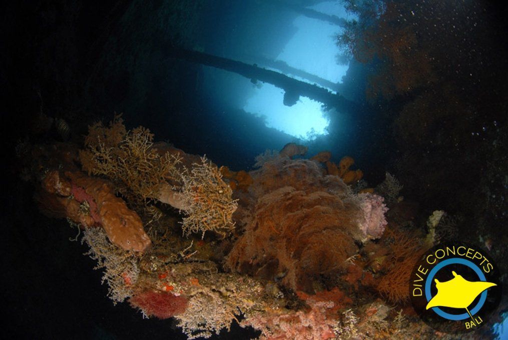 Dive Concepts: Experience the World-Class Diving At Famous Dive Centers ...