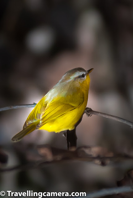 Birds of Mandi, Himachal Pradesh || Creatures that Brighten Our Day