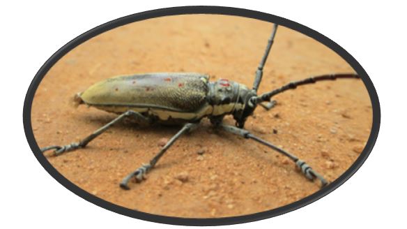 Mango Stem Borer and it’s Management