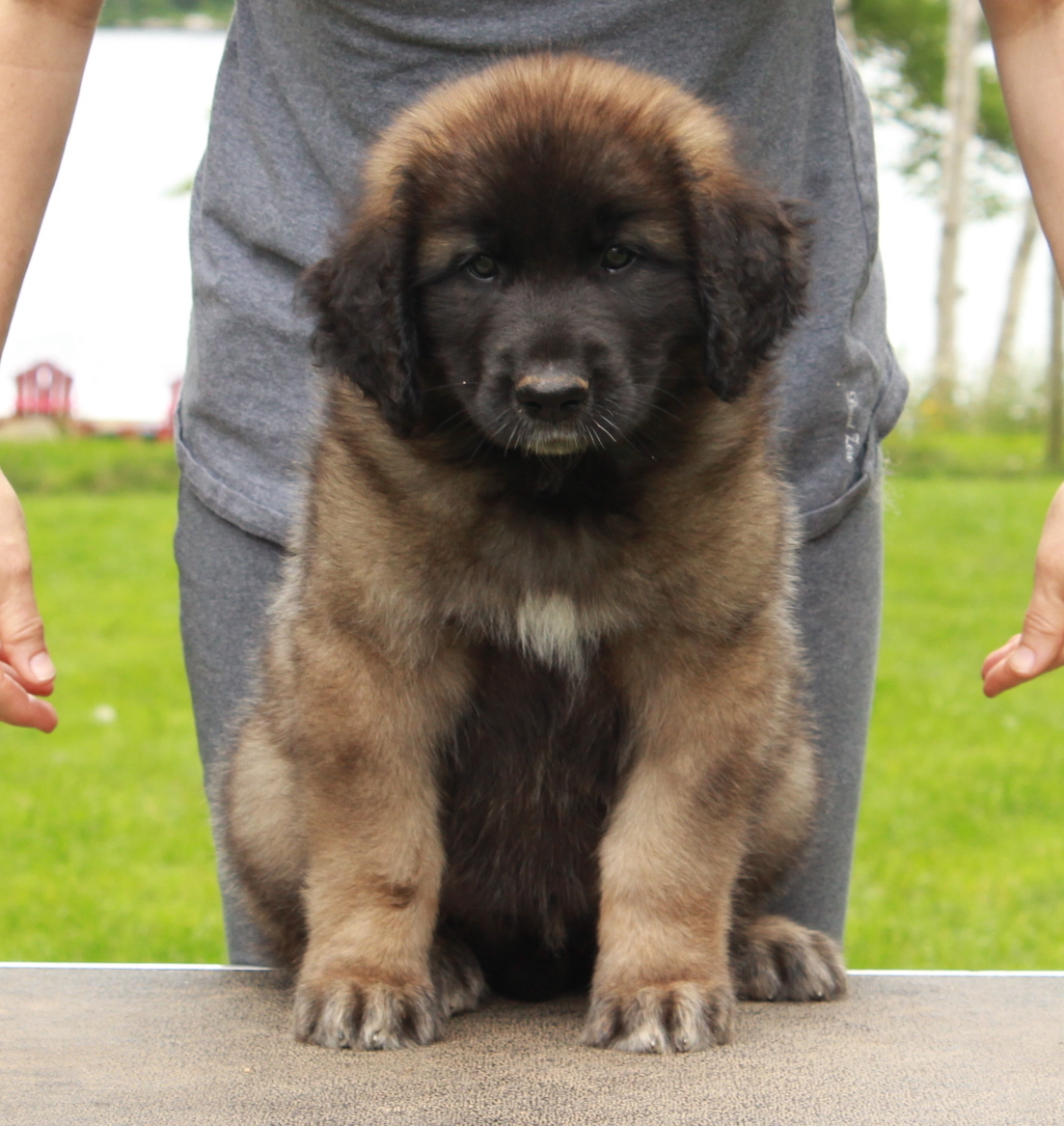 Wanderweg Leonbergers: The fab four are almost 8 weeks old!
