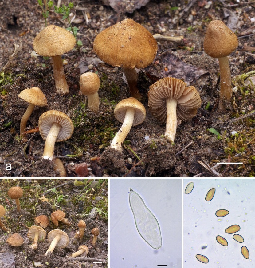 Species New to Science: [Fungi • 2020] Inocybe woglindeana (Agaricales ...