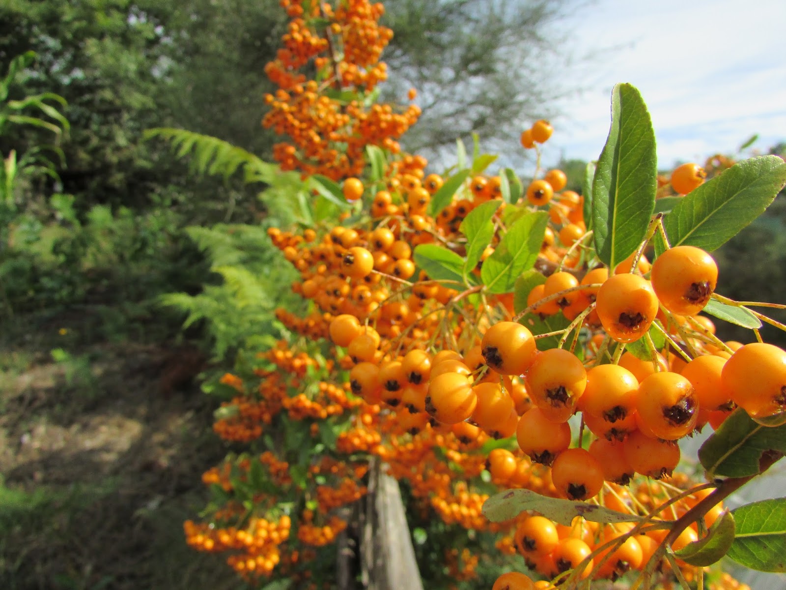 El Bosque y sus Secretos: Frutos y bayas del bosque