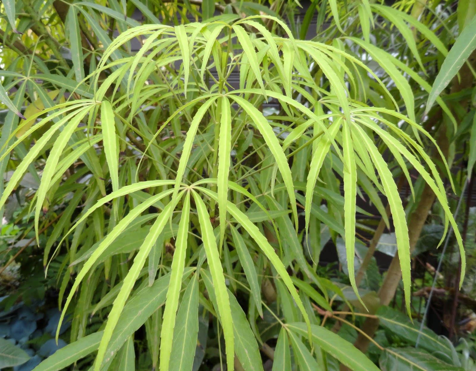 danger garden: In appreciation: Metapanax delavayi