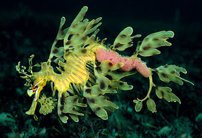 Naga Laut Berdaun, "Tumbuhan" yang Bisa Berenang | RE Tawon