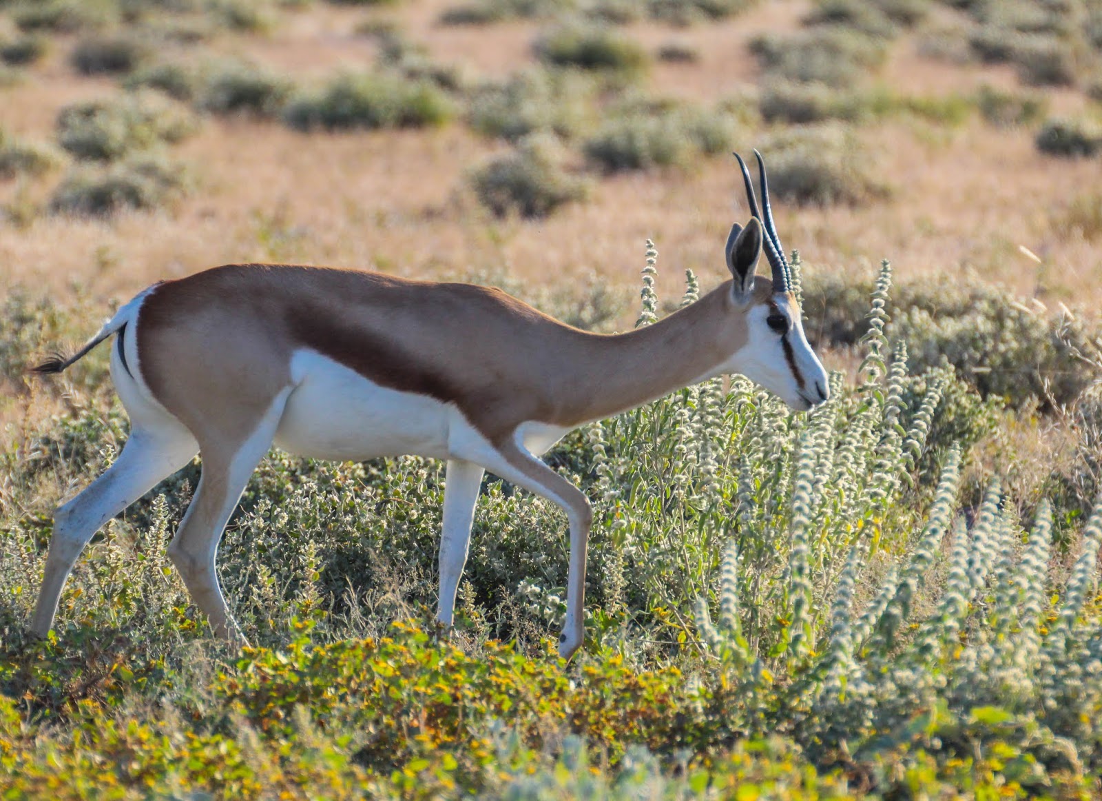 Cannundrums: Kaokoveld Springbok