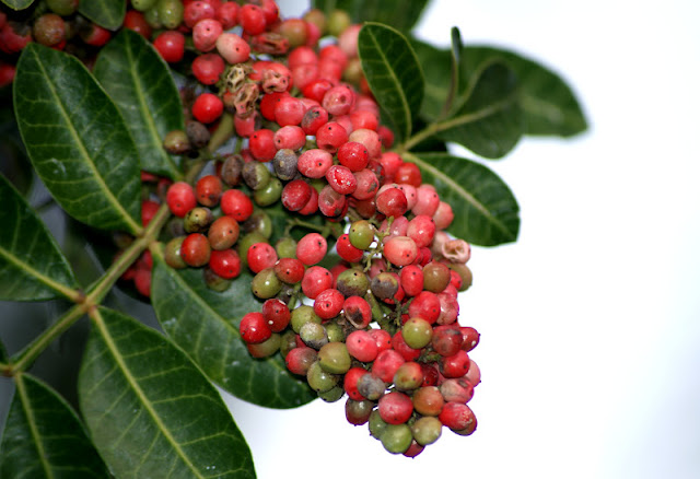 A photo, A thought............: Plant: Brazil pepper tree and its ...