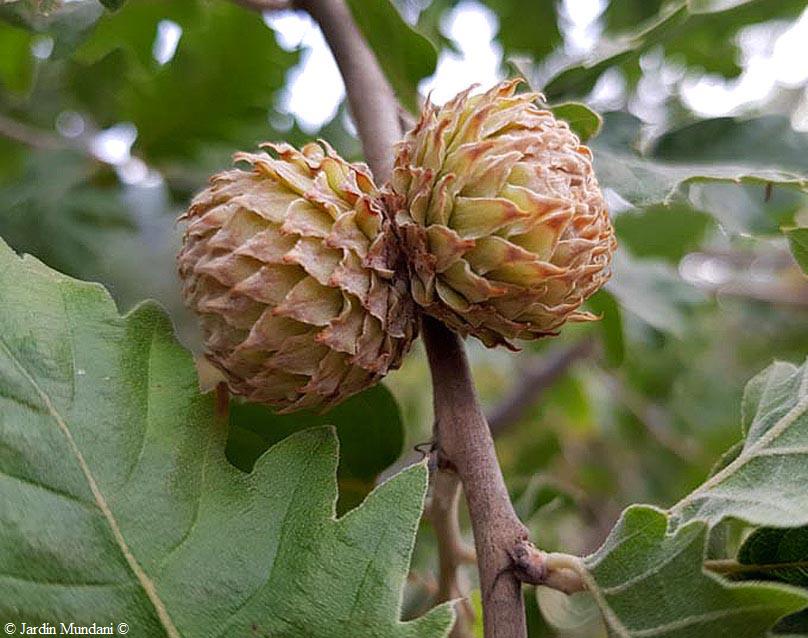 Sangrando en verde: Quercus macrolepis, mi hermoso roble de Valonia