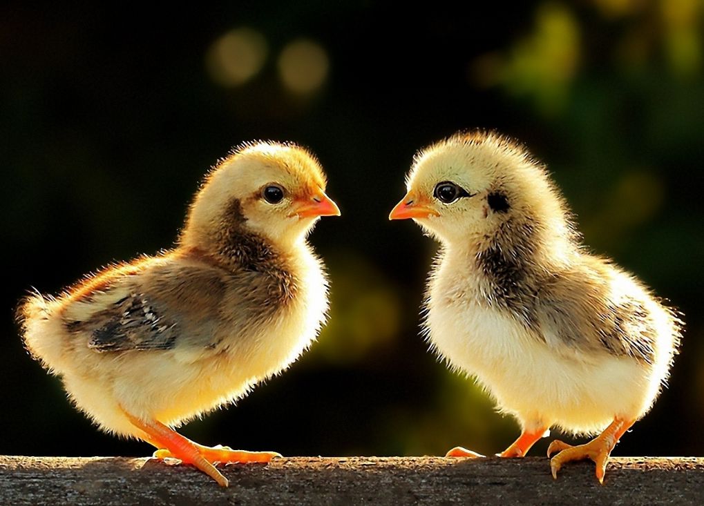 Fondos de escritorios gratis: Pollitos