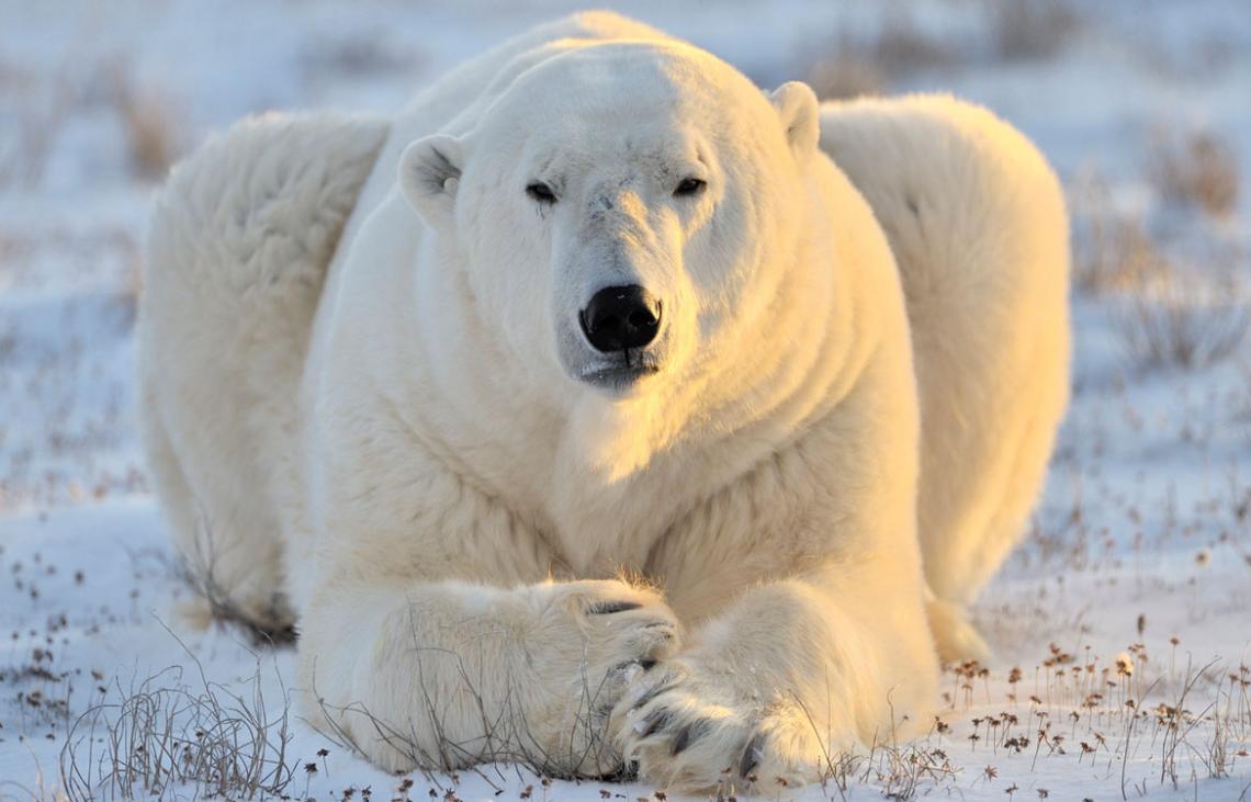 Animalia: Curiosities about polar bears