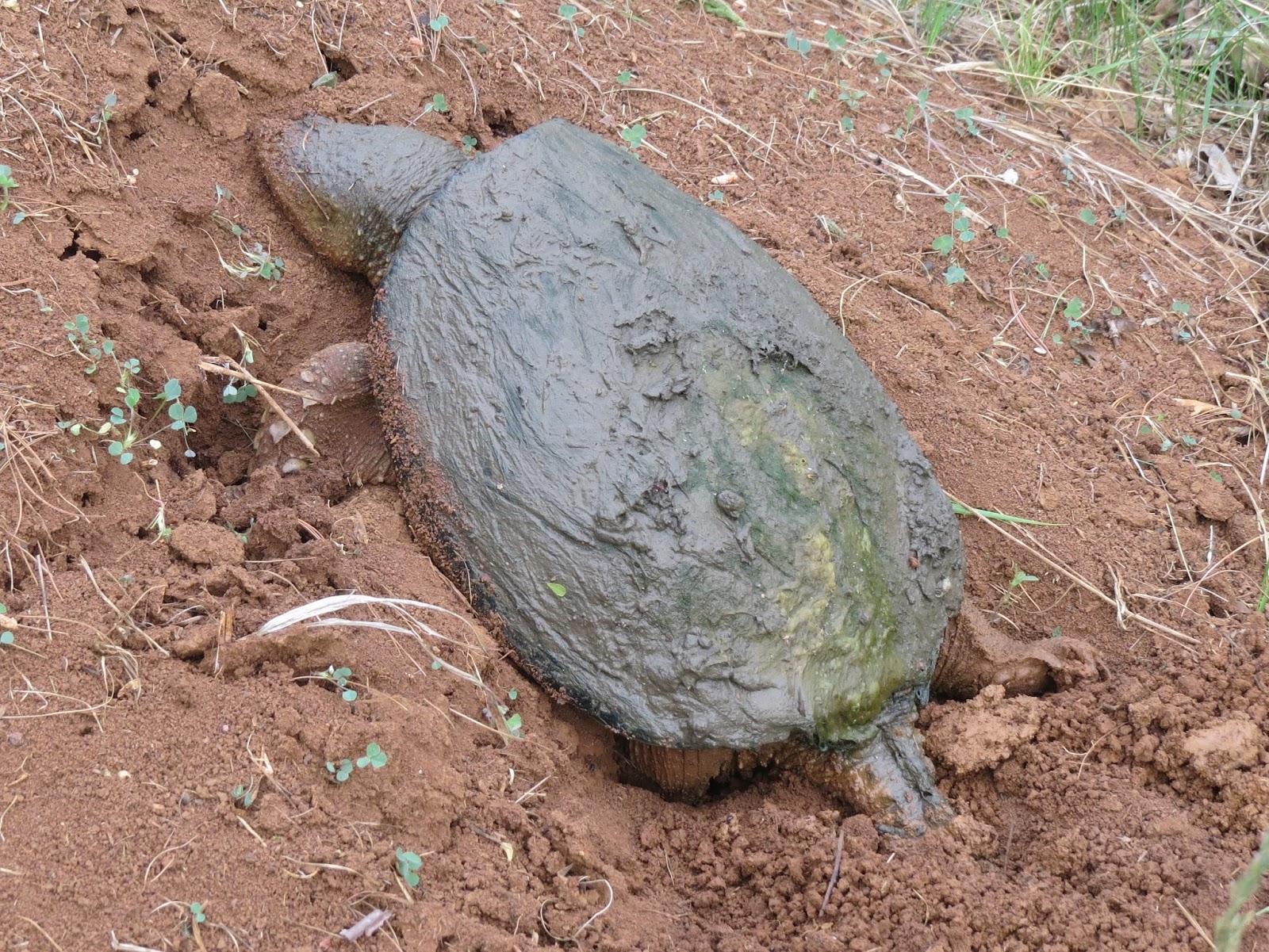 Blue Jay Barrens: Snapping Turtle Laying Eggs