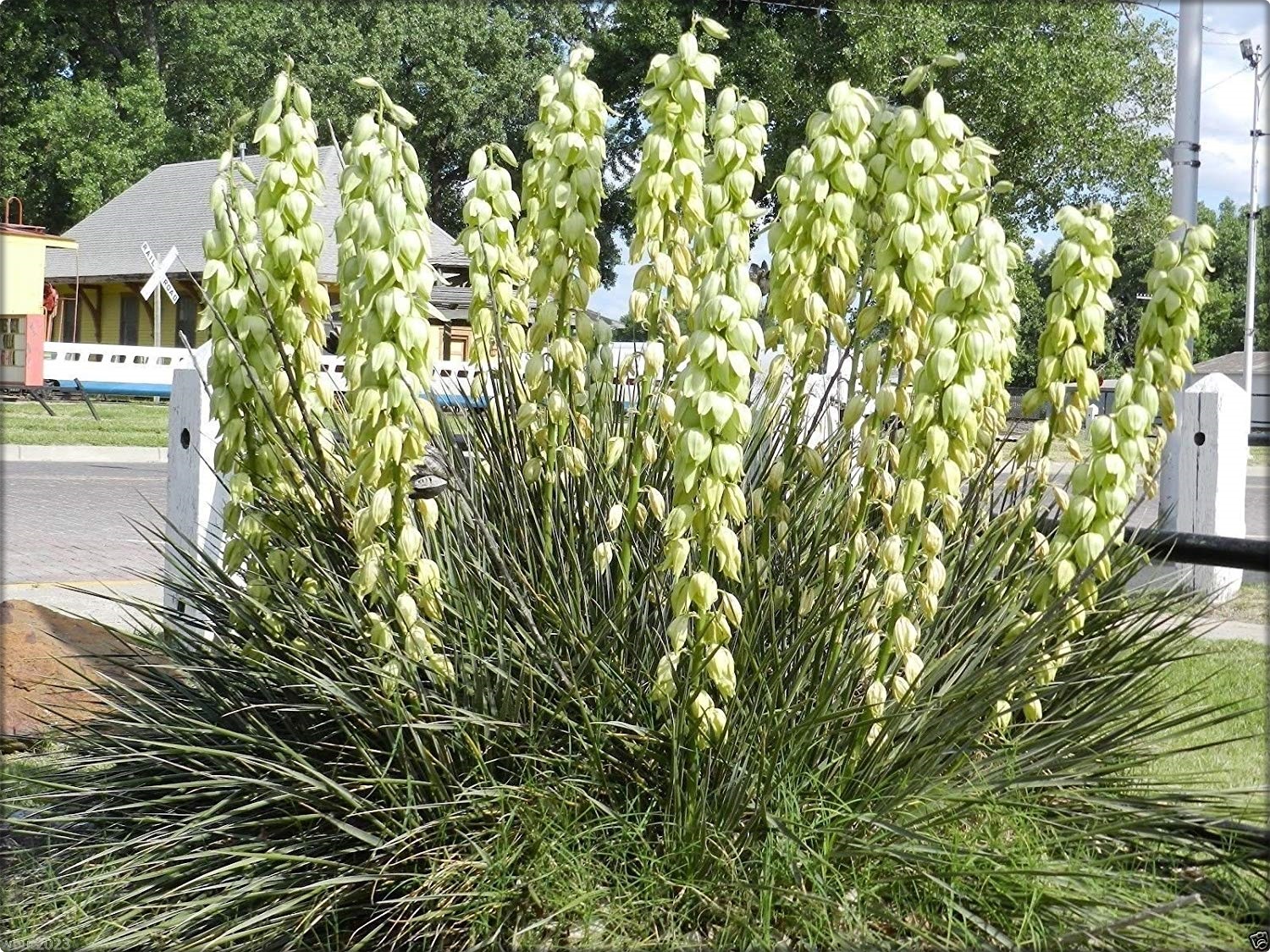 Yucca Plant Varieties: Common Types Of Yucca Plants