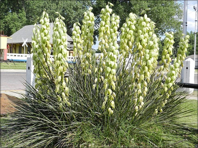 Yucca Plant Varieties: Common Types Of Yucca Plants