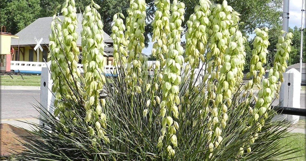 Yucca Plant Varieties: Common Types Of Yucca Plants