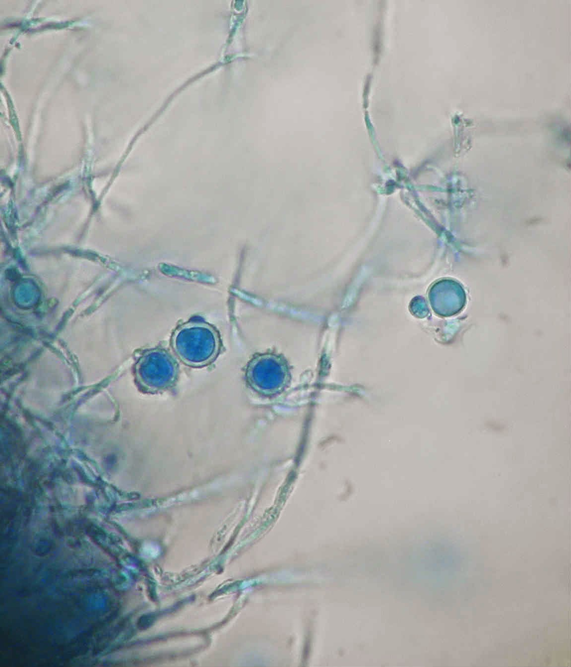 ATLAS MICOLOGIA: CONIDIOBOLUS CORONATUS