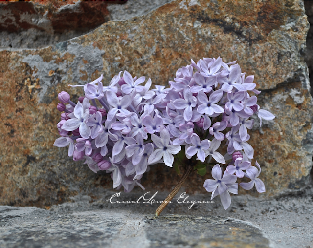 Casual Loves Elegance : French Lilacs