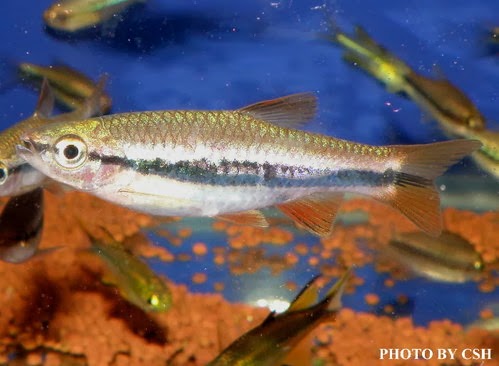 金魚&水族快訊Goldfish & Aquarium Messages: 派翠克彩虹燈魚(Rasbora patrickyapi)