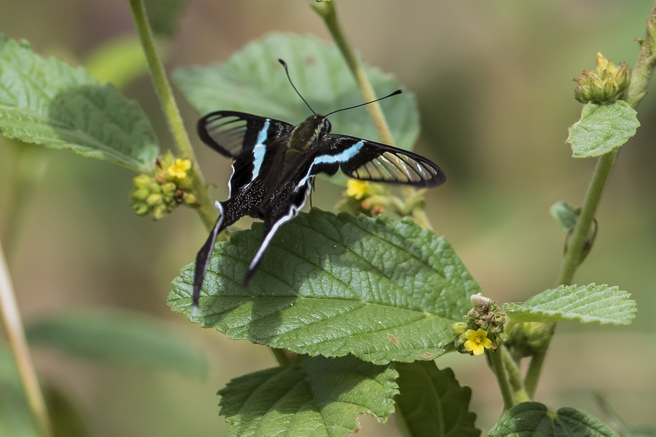 As The Crow Flies - a Hong Kong Birding Blog: Philippines - Palawan ...