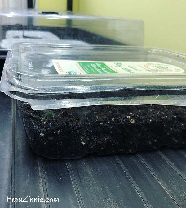Reuse plastic salad boxes to grow greens 🥬 | Frau Zinnie