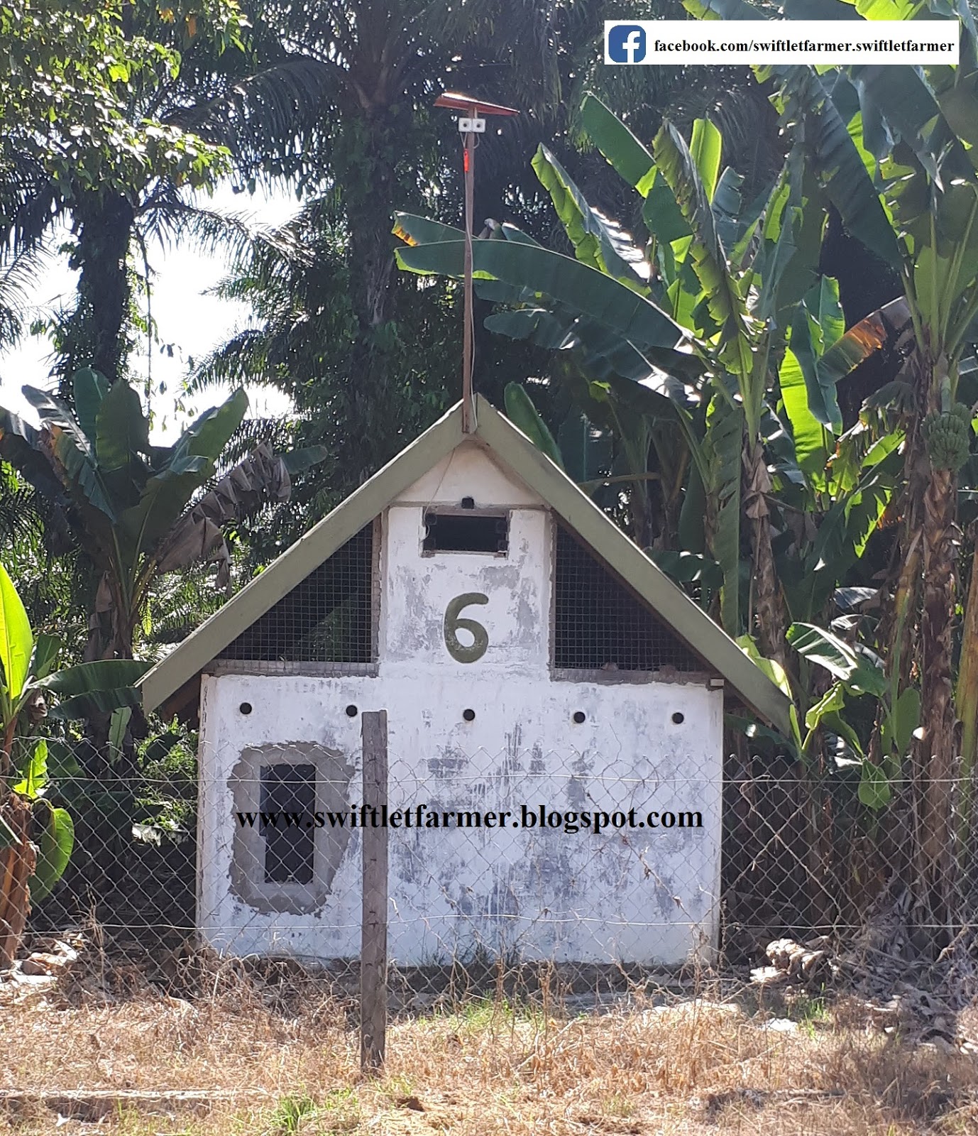 Swiftlet Farming : Swiftlets Farming Equipments, Edible Birds Nest and ...