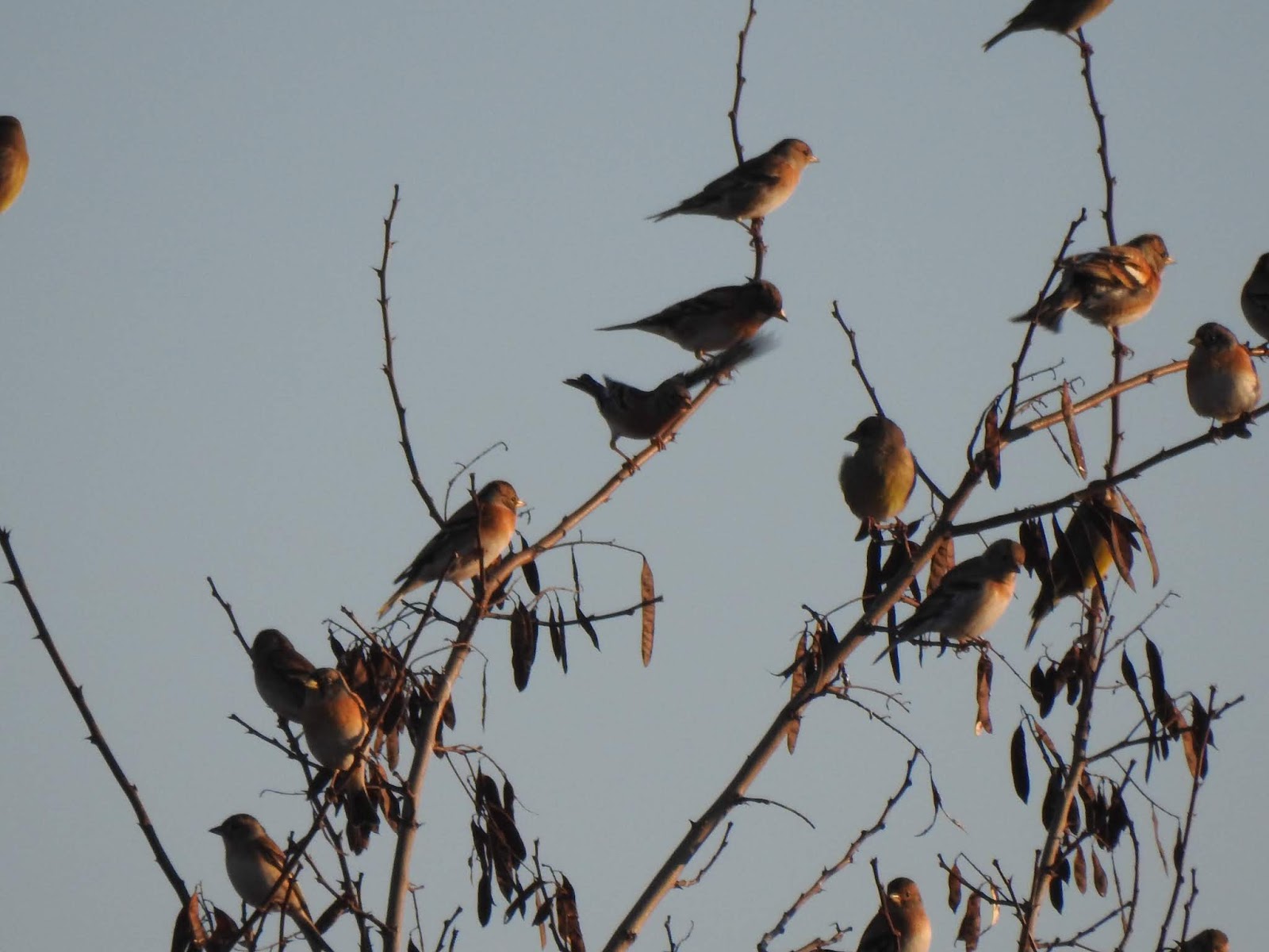 PASARI DIN ROMANIA: CINTEZA DE IARNA, Fringilla montifringilla